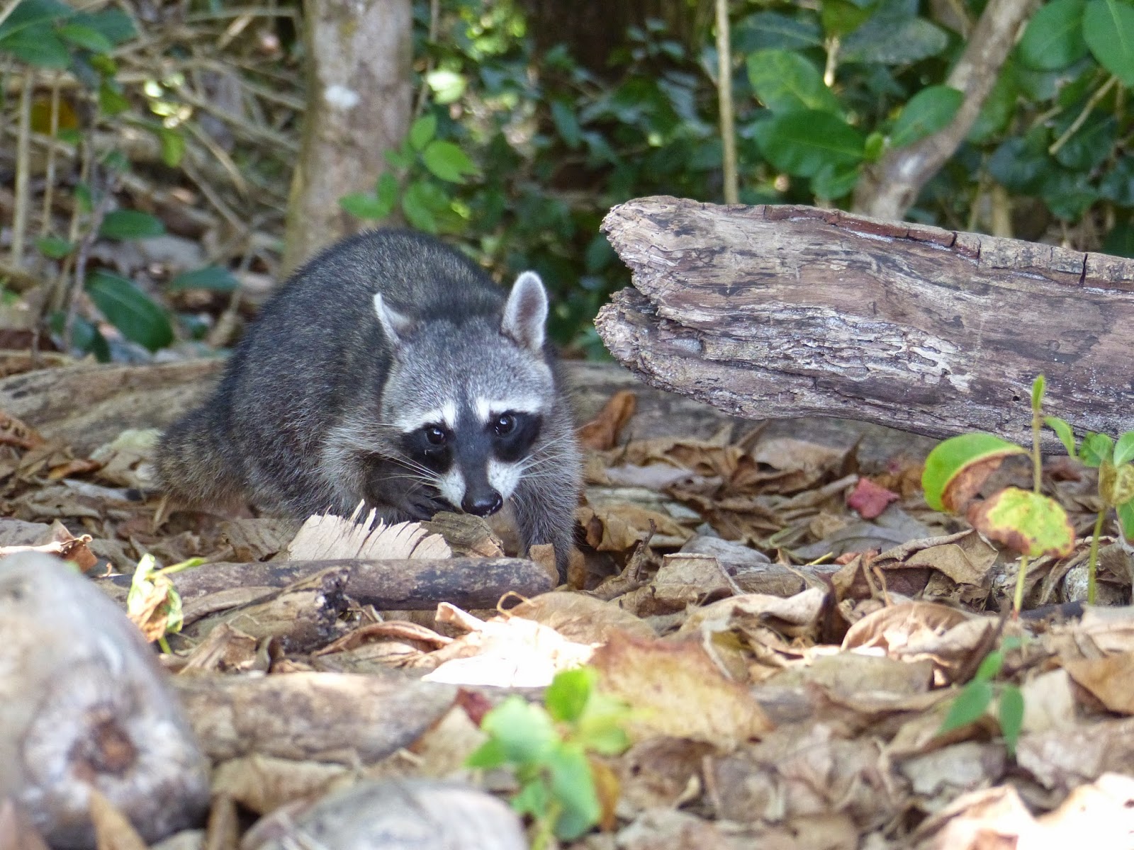 Espacio dedicado a la naturaleza: Mapache Cangrejero (Procyon cancrivorus)