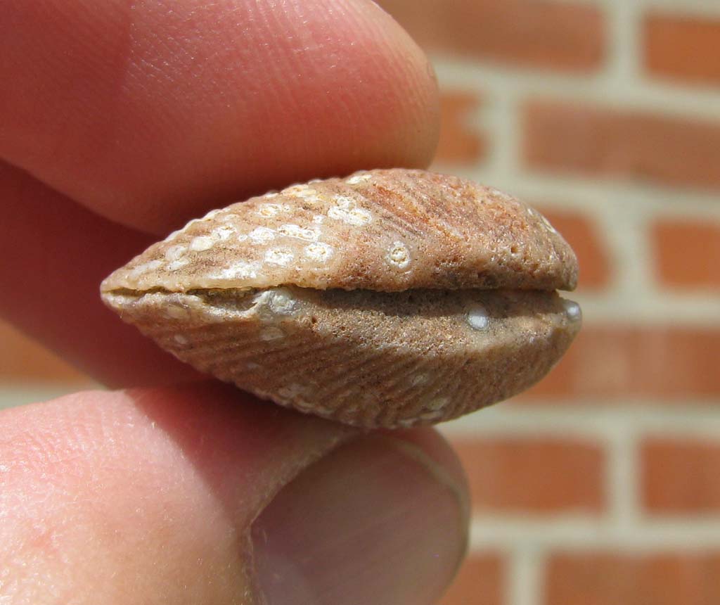 Views of the Mahantango: An agatized pelecypod from the Genus Astarte ...