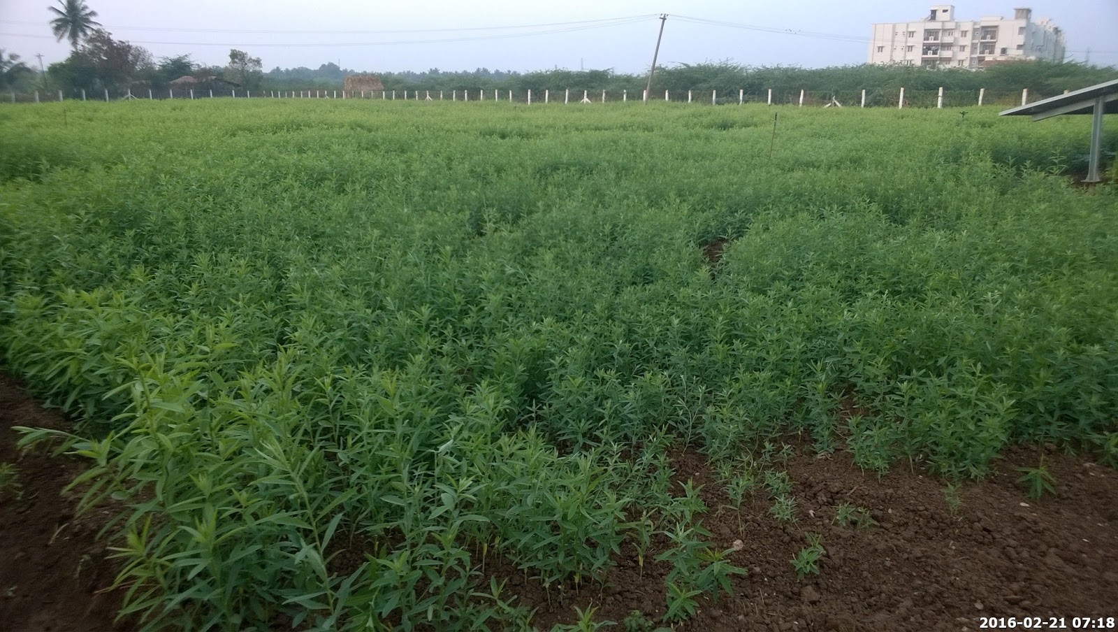 Sun hemp Jan to March 2016 - Poorna Natural Farm