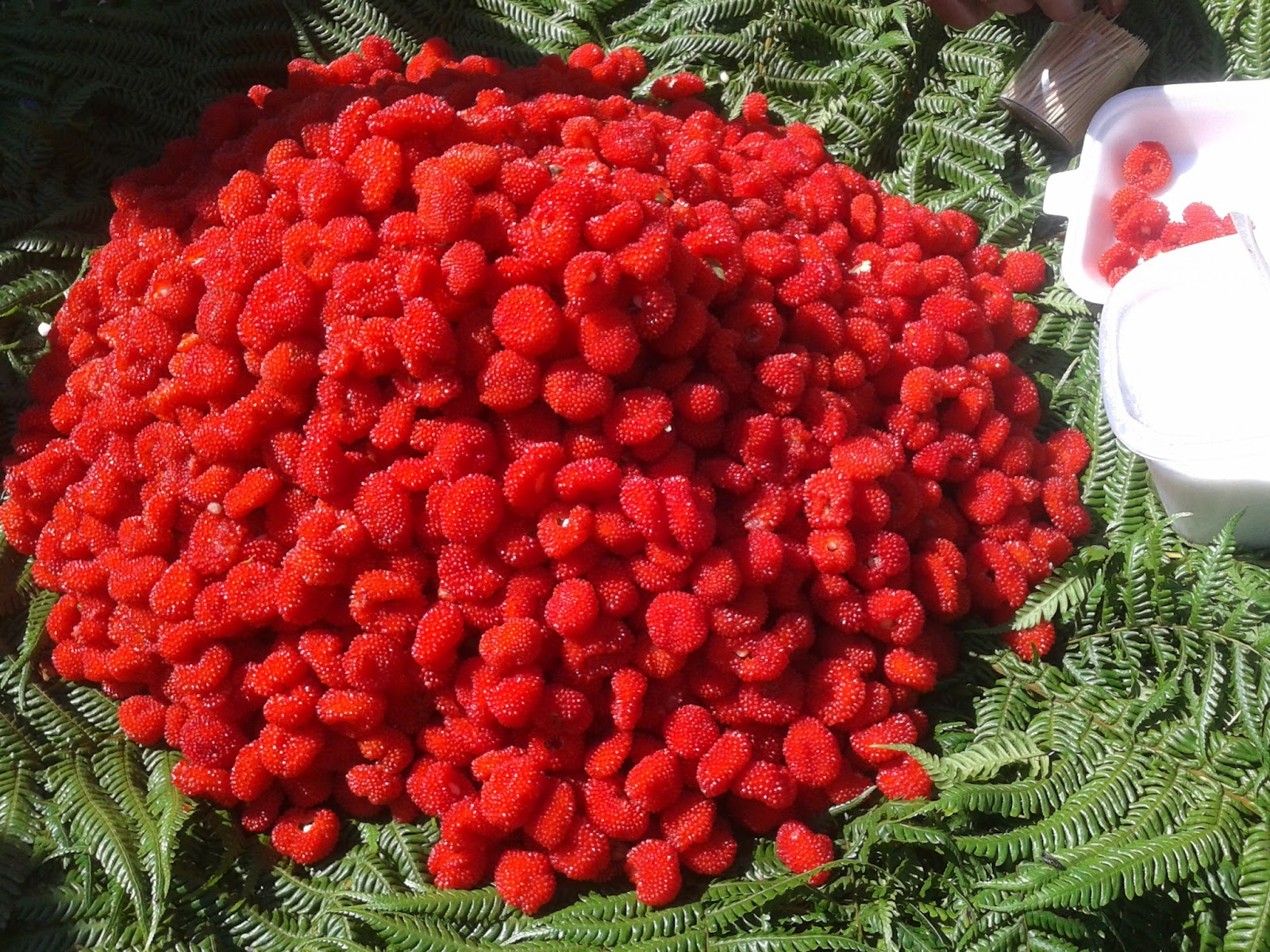 MAURITIUS ISLAND - Ile Maurice: RED WILD RASPBERRY