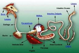 Aparatos, sentidos y tejidos del Pavo Real de Java