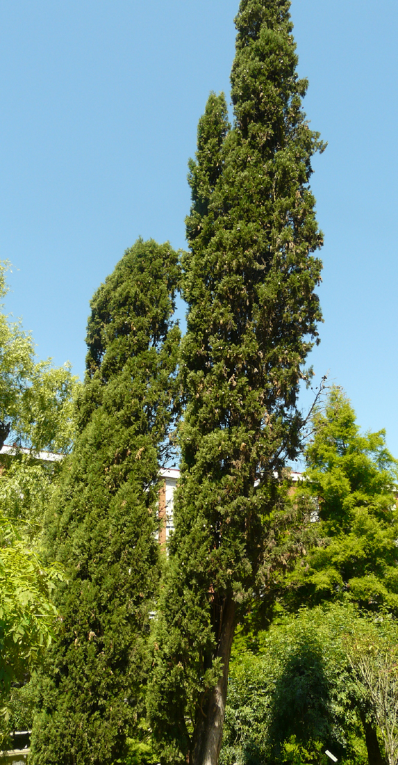 Á R B O L E S (T R E E S) y P A L M E R A S (P A L M S): Cupressus ...