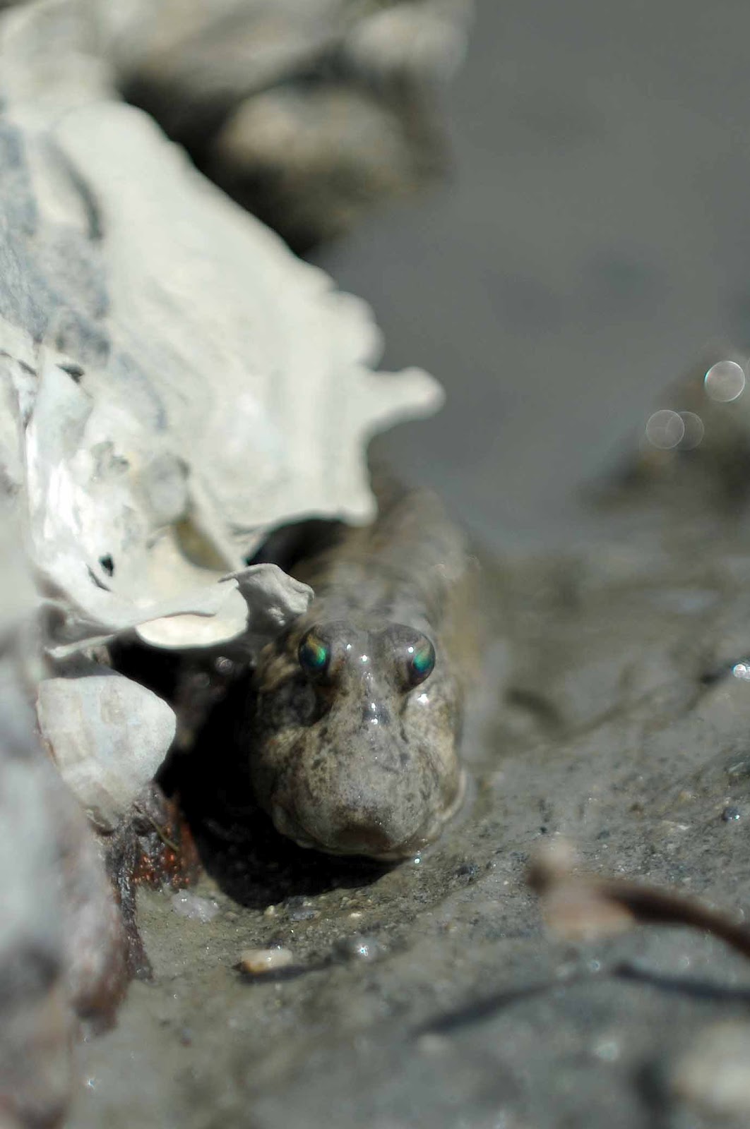 Eco-Evo Evo-Eco: September 2012