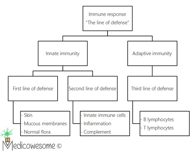 Immense Immunology Insight: Chapter 1: Overview of innate versus ...