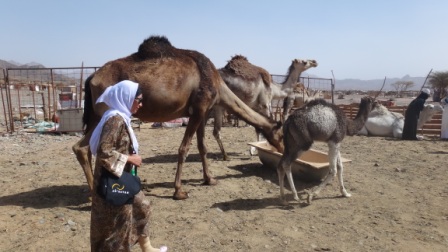 ceritanya mila: Minum Susu Unta