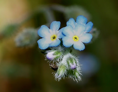 MYOSOTIS, MIOSOTIS O NOMEOLVIDES. Flores silvestres diminutas pero muy ...