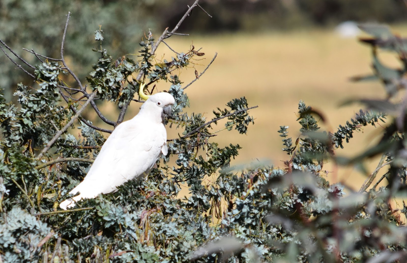 A Darn Good Yard: A Wattle, Seed Pods and Sulphur-crested Cockatoos