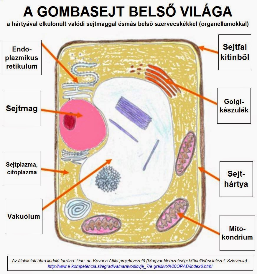 SebTibor: Fertőtlenítés szelektíven. Microflóra és Solumium