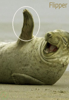 Sea Animals Names with Pictures | Necessary Vocabulary - Necessary ...