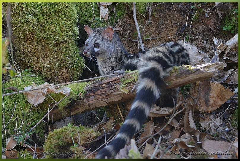 WILDLIFE GATEWAY: La Genette