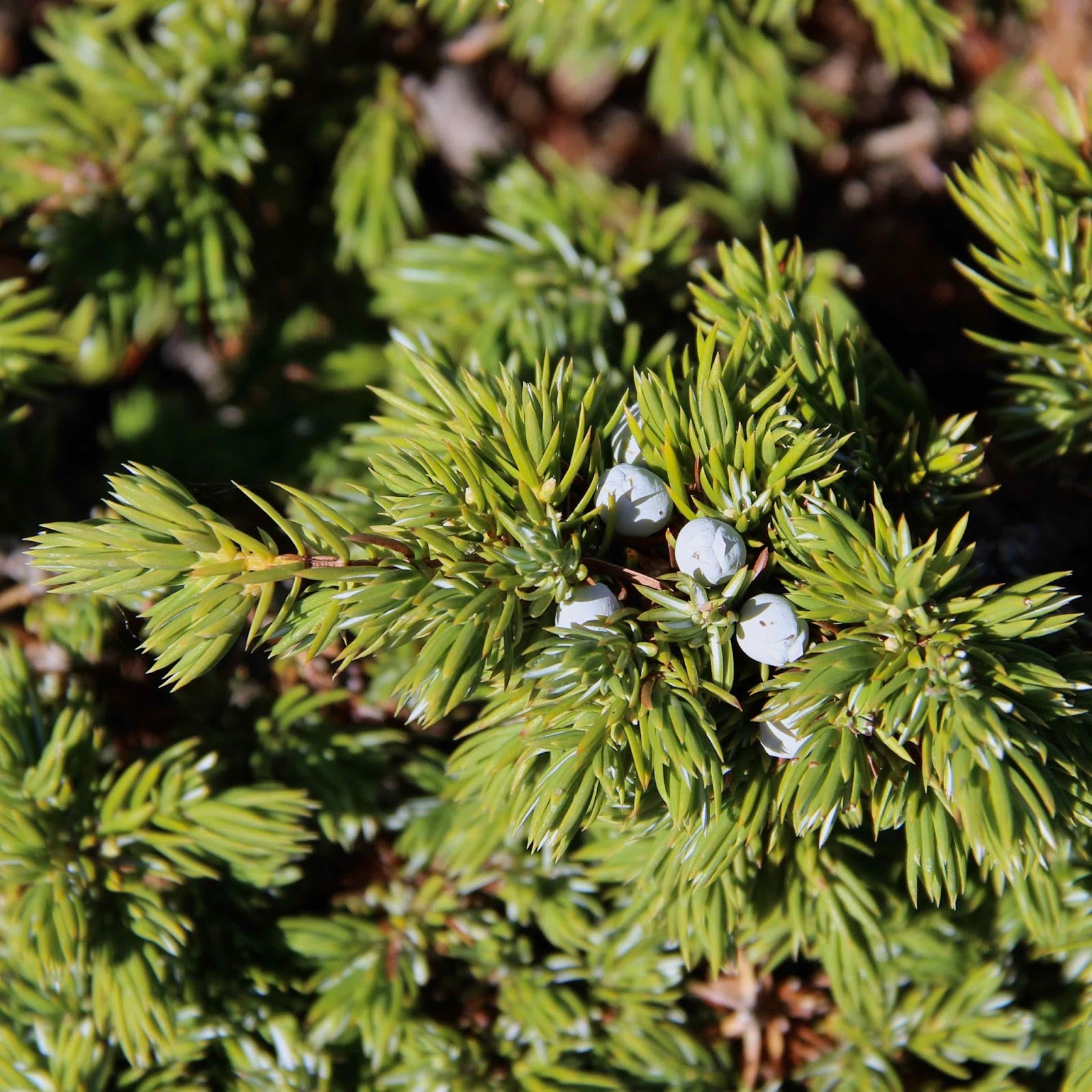 In the Company of Plants and Rocks: Common Junipers at Castle Gardens