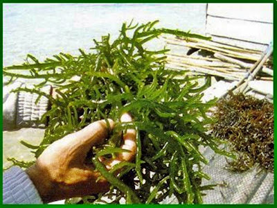 Budidaya rumput laut - BUDIDAYAKU