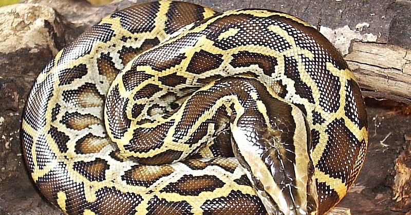 Mengenal dan Menghandle Ular Sanca (Python): Jenis Python yg dilindungi