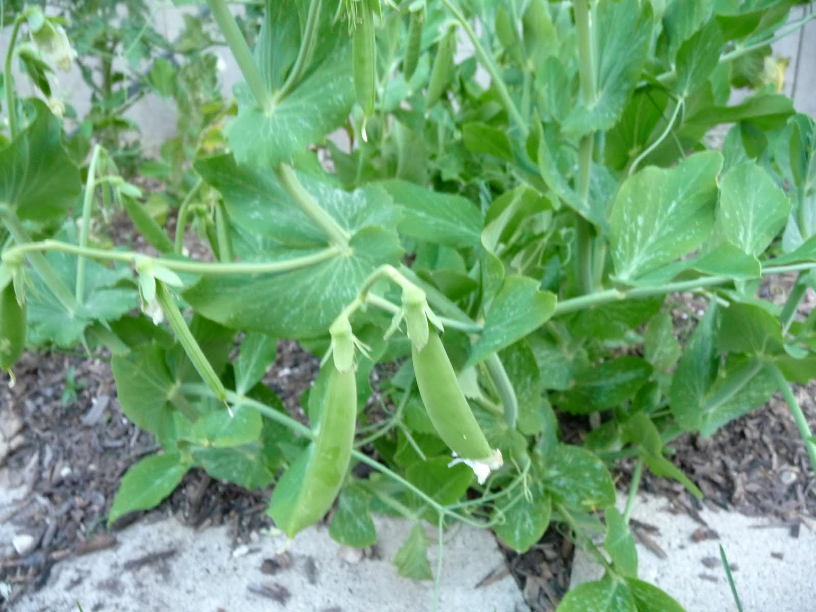 Butters In The Kitchen