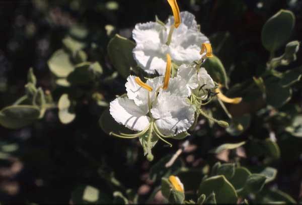 SEYILAABE HTKM: La chronique du mardi au jardin botanique: le Cadaba ...