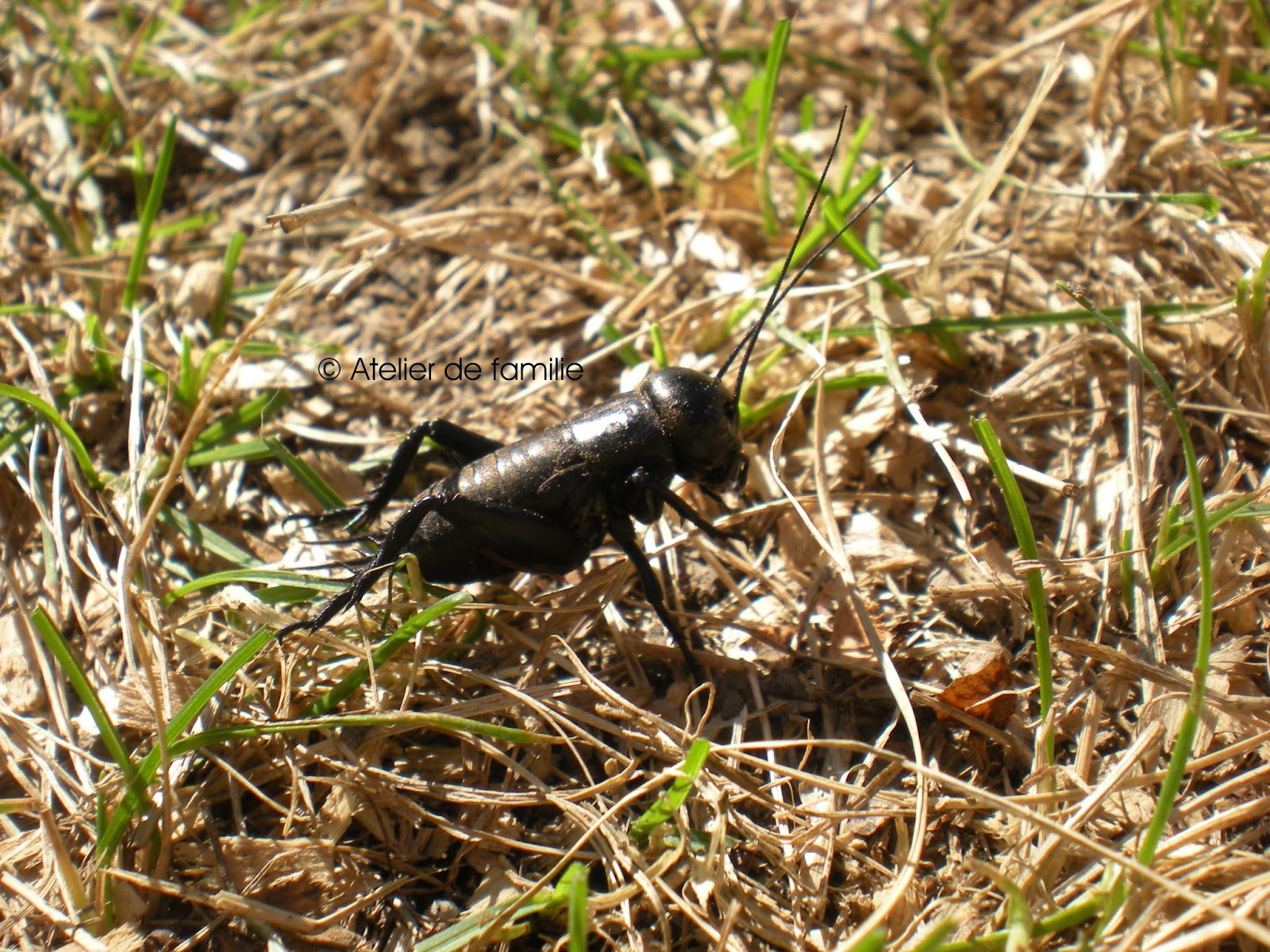 Balada unui greier... ~ Atelier de familie