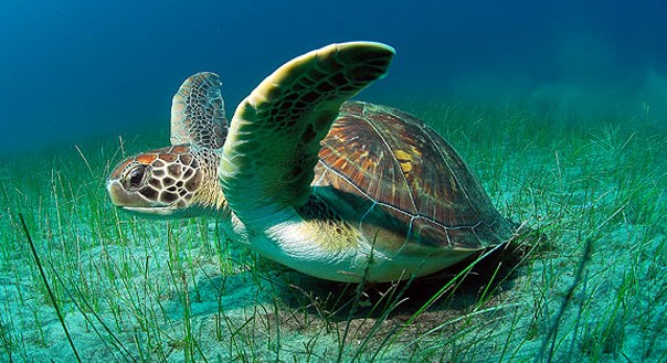 Biología Marina: Chelonia mydas