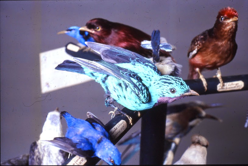 Wakefield Museum and Castles: Aviary in the Atrium Commission