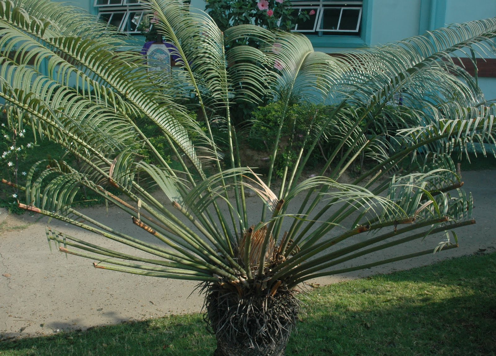 Naquem.: Palm Sunday palaspas of San Antonio, Zambales from the ...