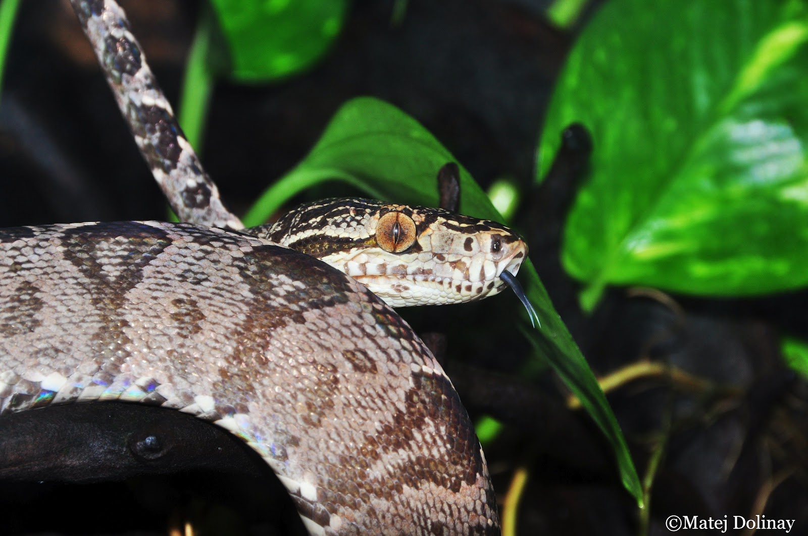 Evolutionary Vertebrate Zoology: Messel on Tour