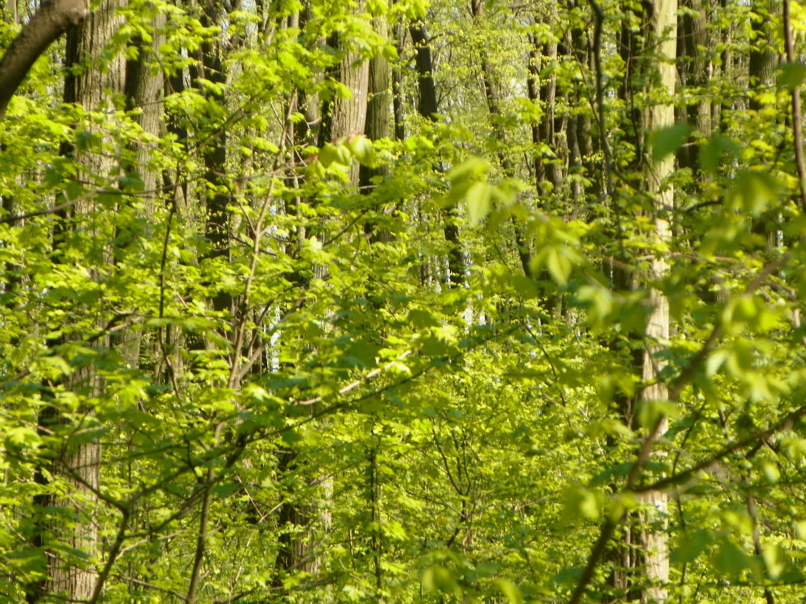 Cu Medi in bucatarie: Primavara in padure