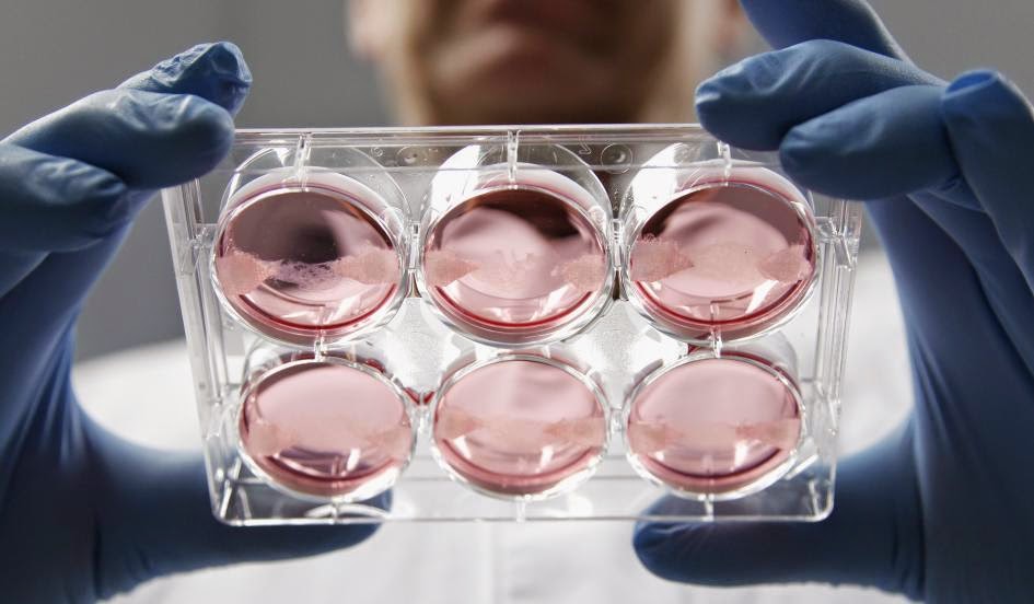 Human skin grown in lab «will replace animal testing» | WorldNewsBeast ...