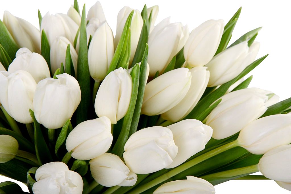 White tulips pictures bouquet|Pictures of flowers