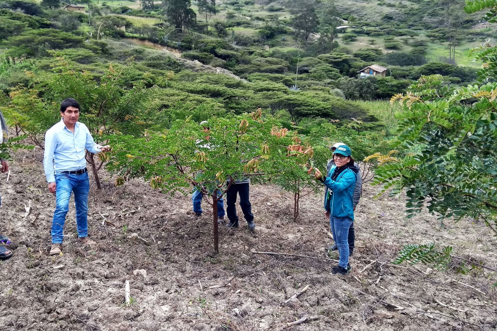 PLAAN : TARA - Caesalpina spinosa