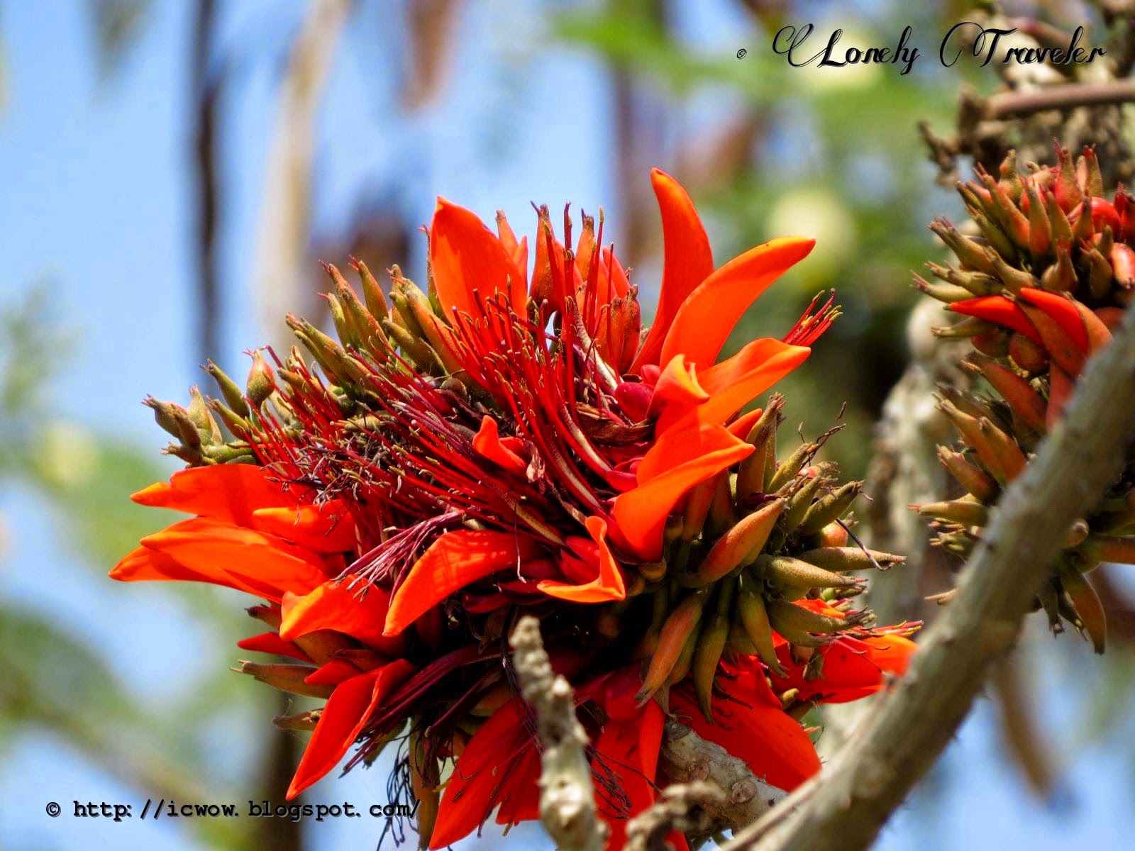 Indian Coral Flower (মান্দার ফুল) - Erythrina variegata