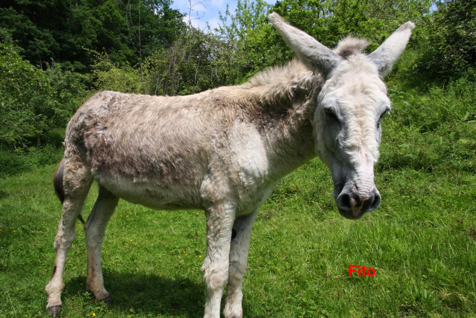 El Paraiso Del Burro: Nuestros Burros