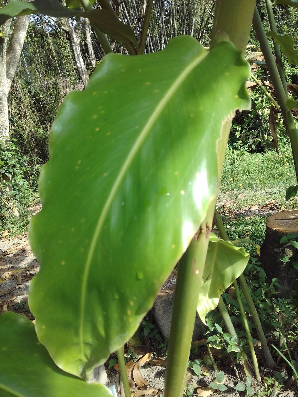 Izymade Borneo: PERBEZAAN ANTARA POKOK KANTAN DAN POKOK TUHAU