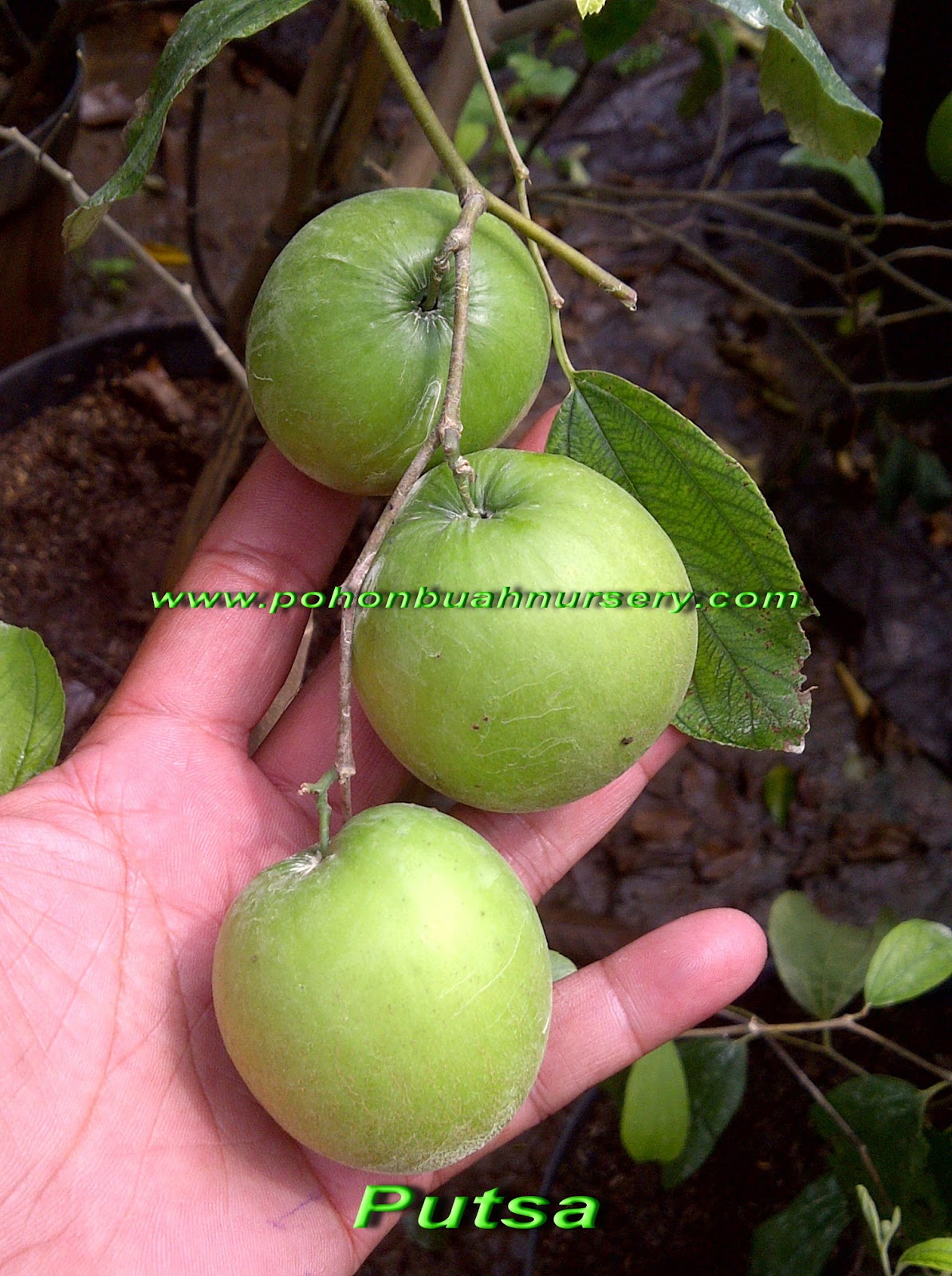 PBN: Putsa ak Apel India