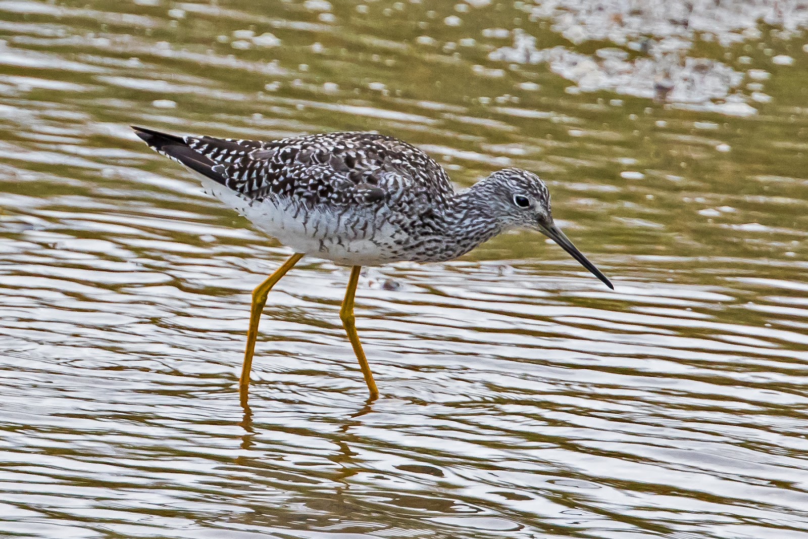 PETER'S PORTFOLIO..............Bird & Wildlife Photography: Greater ...