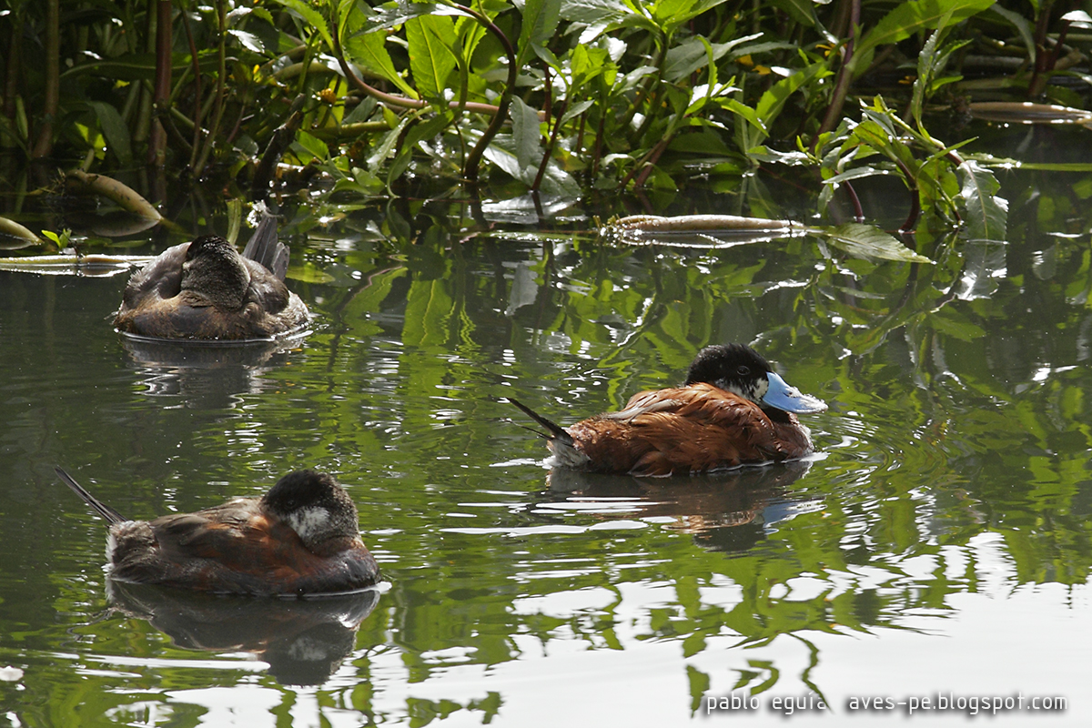 mis fotos de aves: Oxyura ferruginea Pato Zambullidor Grande Andean Duck