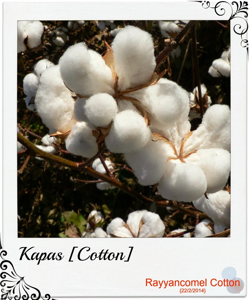 Rayyancomel Cotton: Pokok Kapas