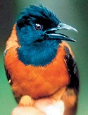 Hooded Pitohui : The most poisonous bird | Cre8tivFacts