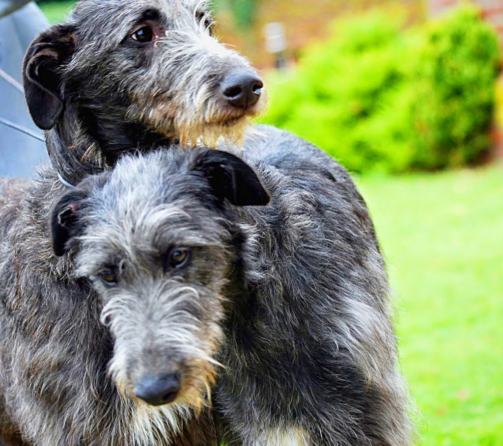 Lebrel escocés | WIKI PERROS