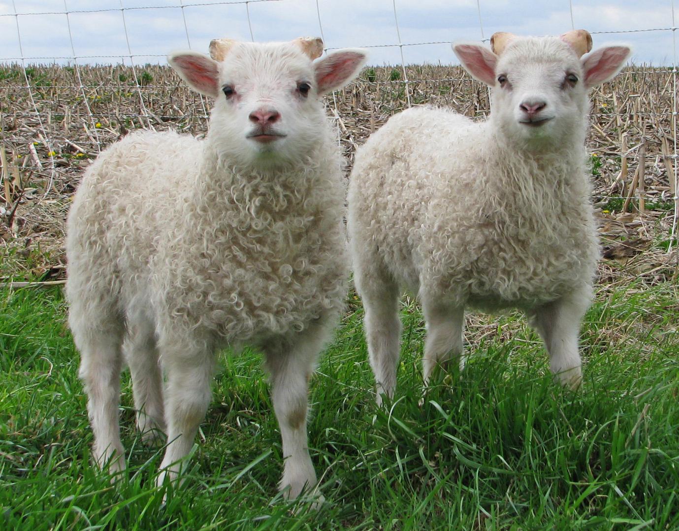 Red Brick Road Farm Icelandic Sheep & Wool