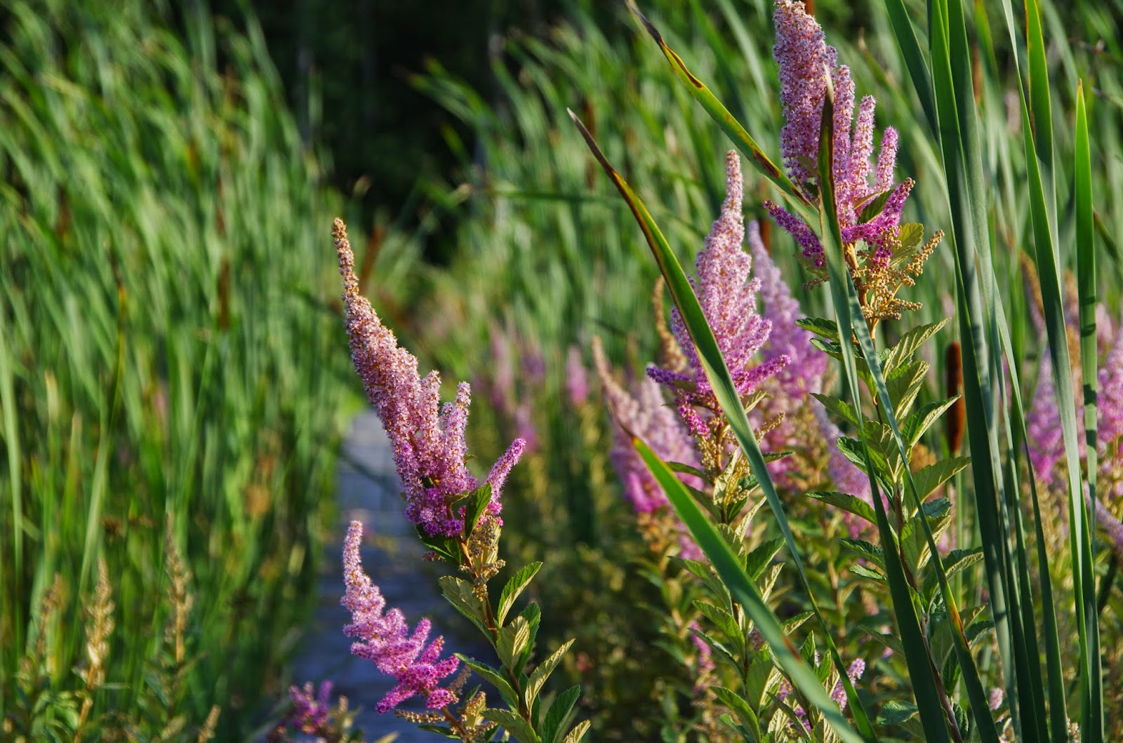 dandelions and concrete: Purple/Pink Aquatic - Wetland Flowers