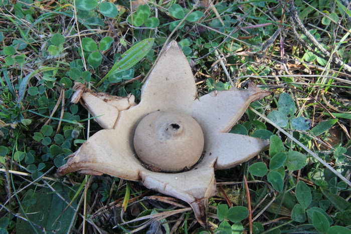 El mundo microscópico de los hongos: Gasteromicetos