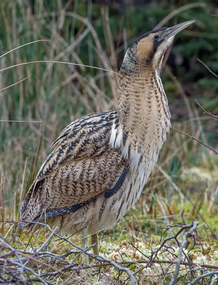 GeekTeacher's Birding Scrapbook: Boom! - Bittern at Mere Sands Wood