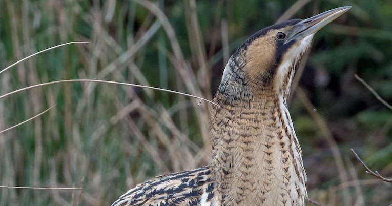 GeekTeacher's Birding Scrapbook: Boom! - Bittern at Mere Sands Wood