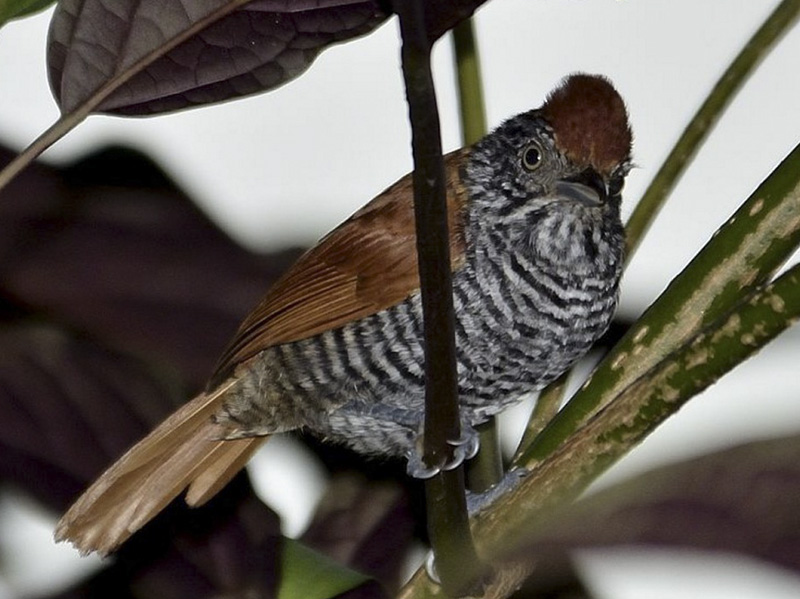 Brazilian Birds: Família Thamnophilidae - Subfamília Thamnophilinae ...