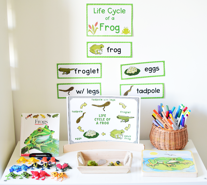 Life Cycle of a Frog Learning Activities | The Pinay Homeschooler