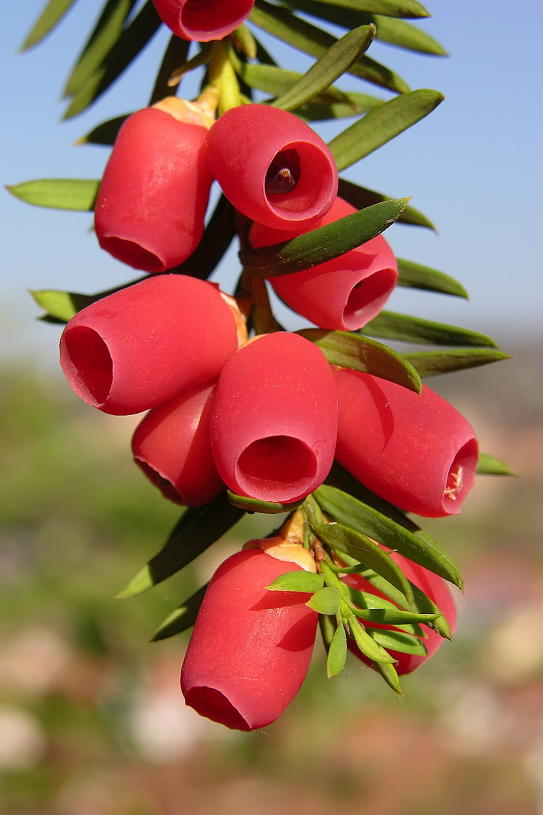 EL RINCÓN DE LA CIENCIA: LA MAGIA DE LOS TEJOS