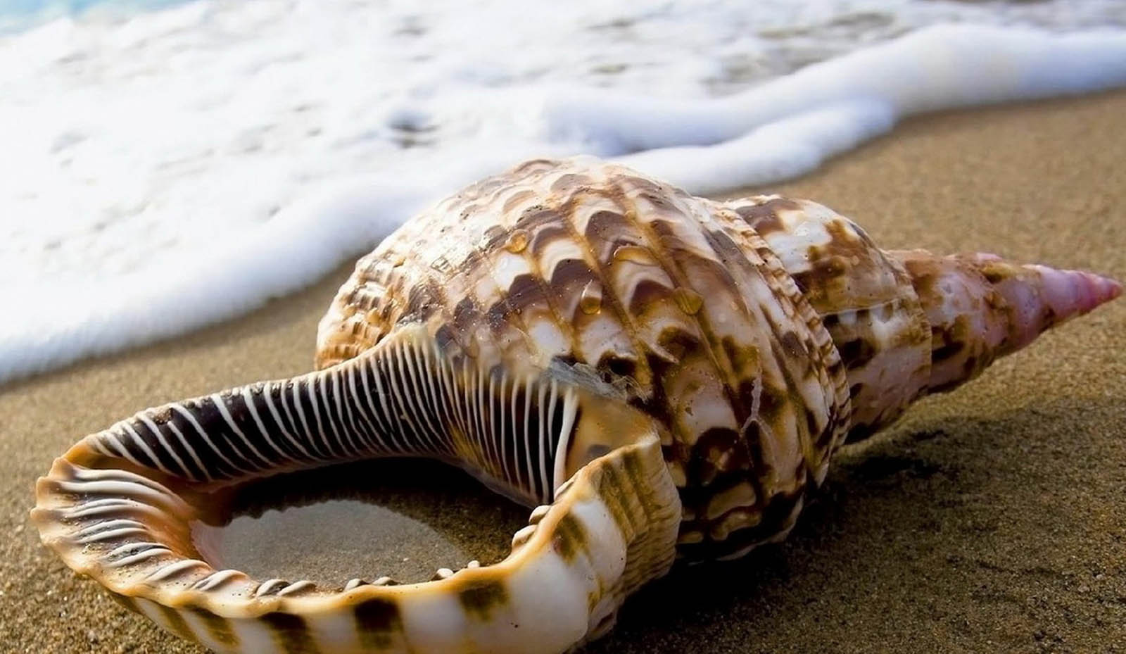 HD Wallpapers: Pictures of Shells on The Beach