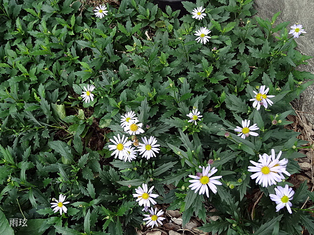 雨玹: 馬蘭(雞兒腸)/Field Aster