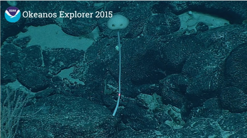 The Echinoblog: Deep-Sea Glass Sponges of the Hawaiian Islands! Okeanos ...