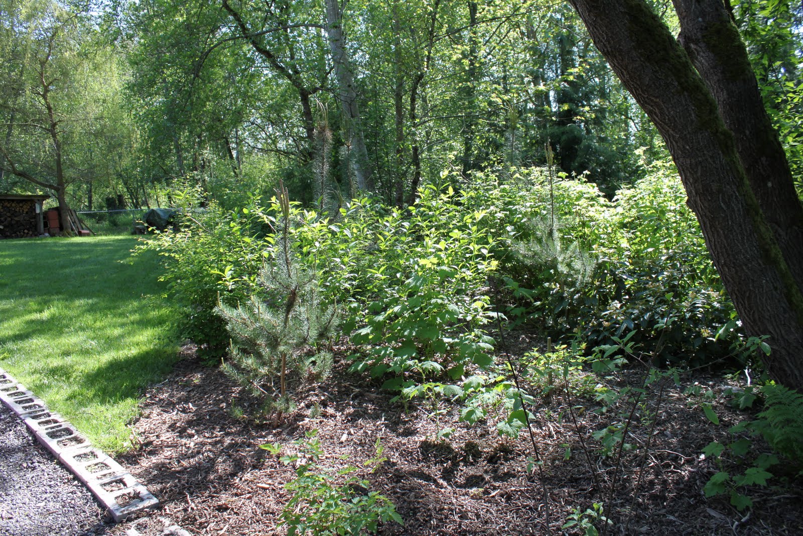 Little Swamp Creek: Streamside planting update