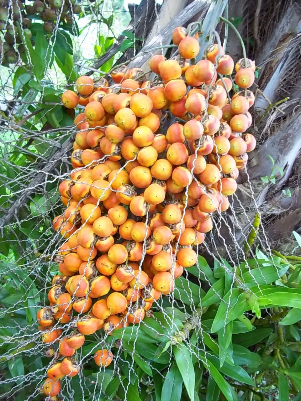 alameda cultural: Oi , Trepa No Coqueiro......